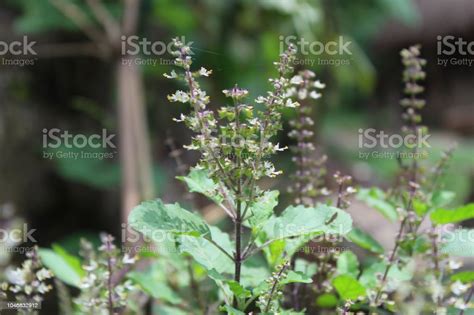 거룩한 바 실 또는 Tulsi 흐린된 잎 Odisha Indiaocimum Tenuiflorum 또한 때때로 철자 꽃