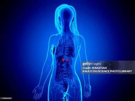 Adrenal Glands Illustration High Res Vector Graphic Getty Images