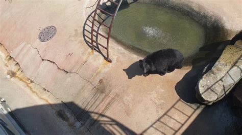 bear part1 object detection dataset by ailab