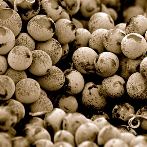 Philosophy Massimo Rivetti