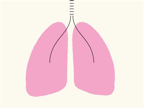 Lungs Organs Lungs Organs Medical Discover Share