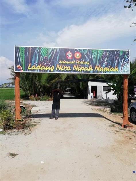 Ladang Nira Nipah Napiah Merbok Destinasi Agro Tourism Di Kedah Yang