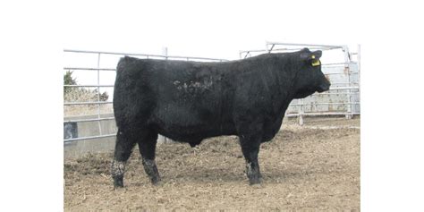 Across Breed Epd Adjustment Factor Updates Morning Ag Clips