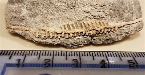 Id Request Of Irish Fossils Fossil Id The Fossil Forum