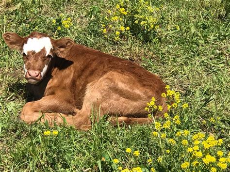 Hatch Farm New Cows And Calves Enjoying Green Grass