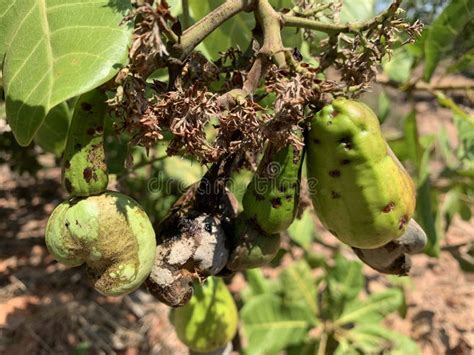 Dried Cashews And Pests In The Summer Stock Image Image Of Harvested