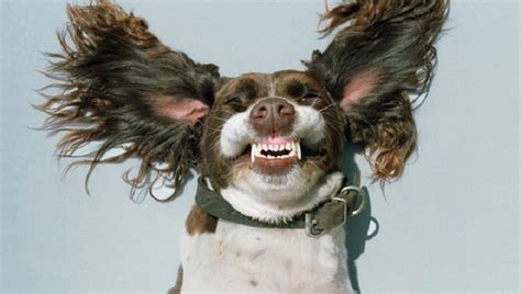 45 More Hilarious Dog Memes To Make Your Day Better Dogtime