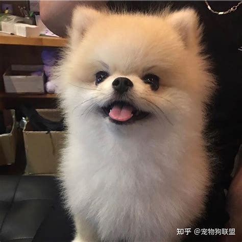 最“爱叫”的8种狗，泰迪也上榜了？ 知乎