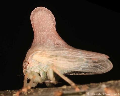 Glossonotus Acuminatus Bugguide Net
