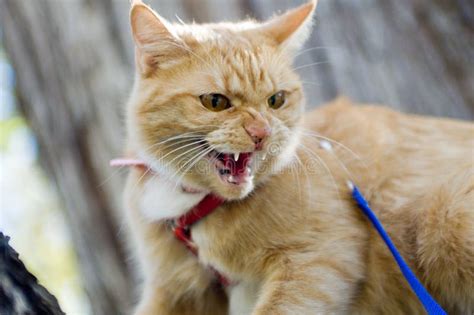 Cat Having A Hissy Fit Picture Image 1447637