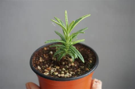 로즈마리 키우기 키우는법 물주기 삽목 네이버 블로그