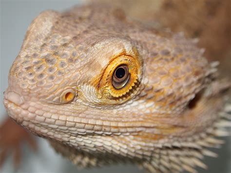 Funny Bearded Dragon Wallpapers Wallpapersafari