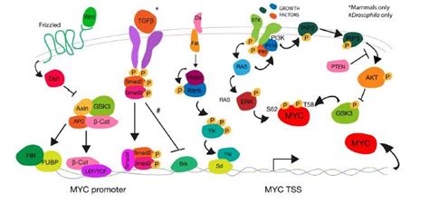 Myc Function And Regulation In Flies How Drosophila Has Enlightened Myc Cancer Biology