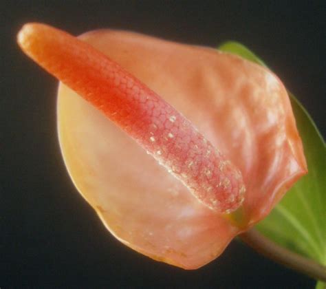 Plants Are The Strangest People