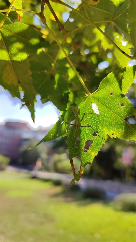 Giant Asian Mantis From 515台灣彰化縣大村鄉大村 On December 18 2023 At 1209 Pm By Carson Yang · Inaturalist
