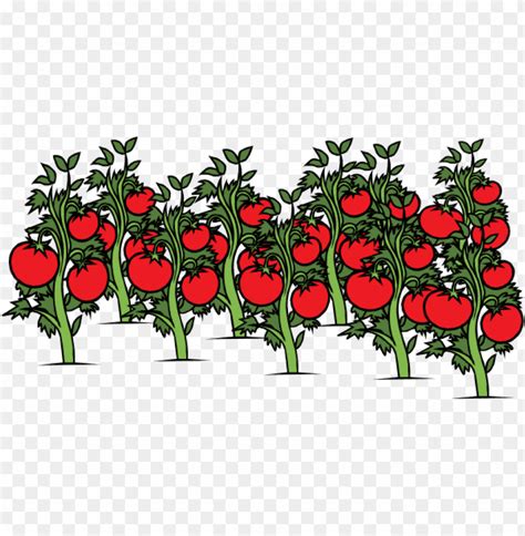 Animated Tomato Plant