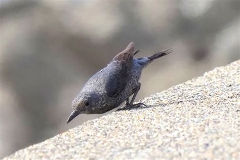 続 ピョンピョン跳び いろとりどり 3