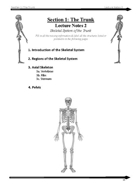 2 Lecture 2 Pdf Notes Section 1 The Trunk Lecture Notes 2 Skeletal