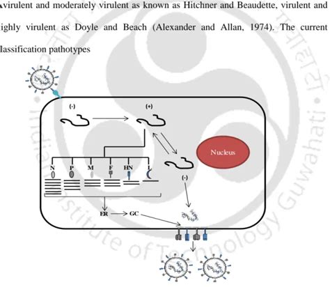 Characterization Of Virulent Newcastle Disease Virus Isolate From India