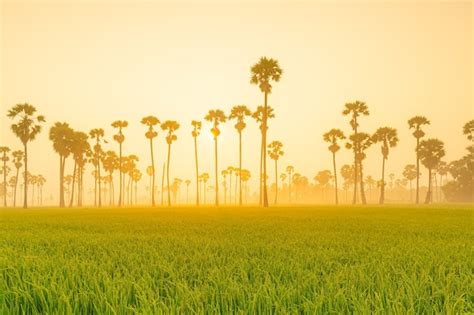 Premium Photo View Of Line Of Asian Palmyra Palm Trees Or Sugar Palm