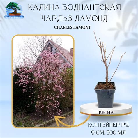 Калина боднантская 'Charles Lamont' (Чарльз Ламонт), Р9 - купить с ...