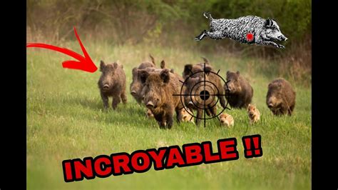 Chasse En Battue Aux Sangliers TIRS Sur Une GROSSE COMPAGNIE YouTube