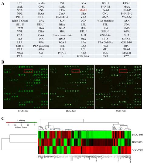 Identification Of Metastasis Specific Lectin Binding To Gc Cells A Download Scientific