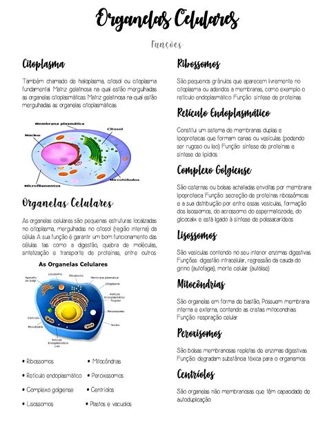 ORGANELAS CELULARES CITOPLASMÁTICAS Partes da célula Mapa mental