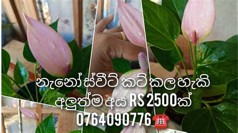ඔන්න අපේ රටට හුරු කල ලස්සනම ප්ලාන්ට් 👉නැනෝ ස්විට් ඔනි අයට Youtube
