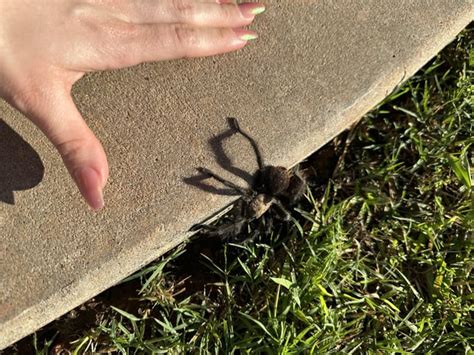 We Found Some Kind Of Tarantula In Oklahoma Usa R Whatsthisbug