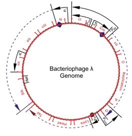 Phage Lambda DNA Seraglob