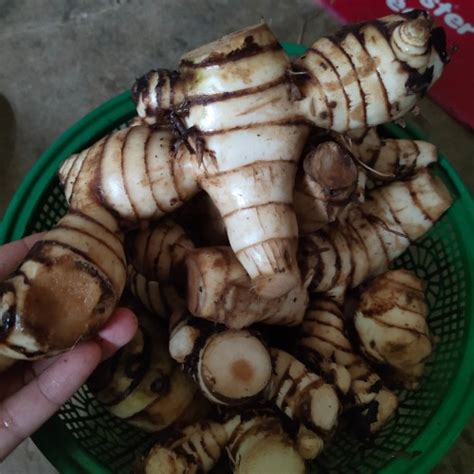 Detail Gambar Umbi Umbian Gambar Umbi Ganyong Koleksi Nomer 36