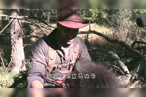 外国小哥以身试险，下一秒却倒地不起，子弹蚁：尝尝我的厉害！