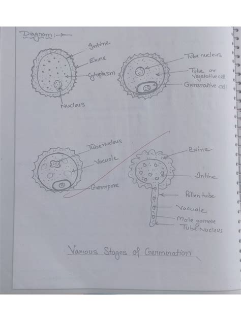 Biology Practical File 2023 2024 Pdf