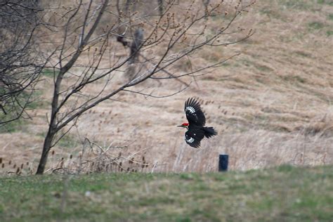 Pileated Woodpecker Flew Right Past My Head This Was The Flickr