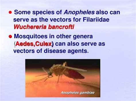 Ppt General Properties Of Arthropods Phylum Arthropoda Jointed Feet