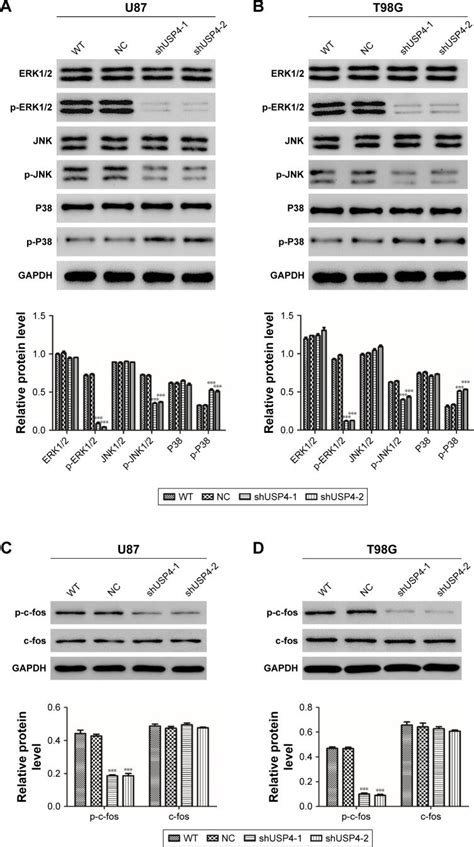 Inhibition Of Usp4 Exerted Complex Roles In Mapk Pathway Notes A B