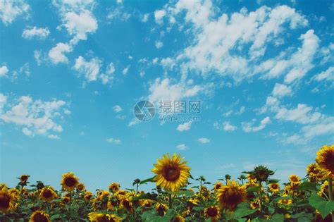 向日葵田野映衬蓝天有复制空间高清图片下载 正版图片505190412 摄图网