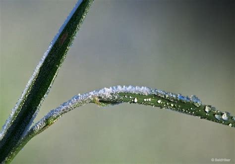 The Differences Between Frost And Ice And How It Forms BaldHiker