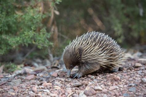 Echidna Monotreme Mammal Domesticated Hedgehog Picture Image 113737998
