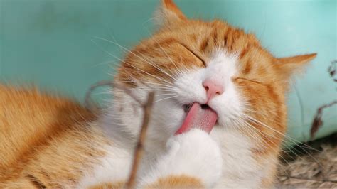 猫好好图片猫好好 伤感说说吧