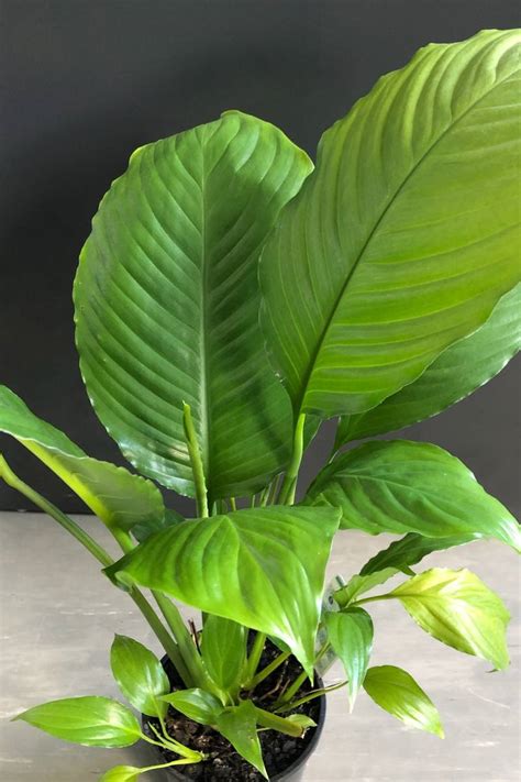 Spathiphyllum Sensation 200mm Andreasens Green