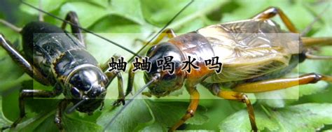 蛐蛐喝水吗 发财农业网