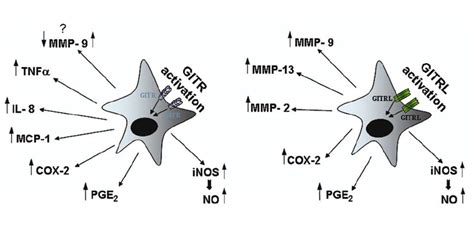 Potential Effects Of Gitr And Gitrl Triggering On Macrophages