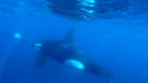 Gruesome Moment Pod Of Killer Orcas Tear Whale Shark Apart And Feast On