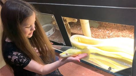 Reticulated Python Pranks Keeper Youtube