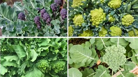 8 Different Types Of Broccoli Explore The Greatest Varieties
