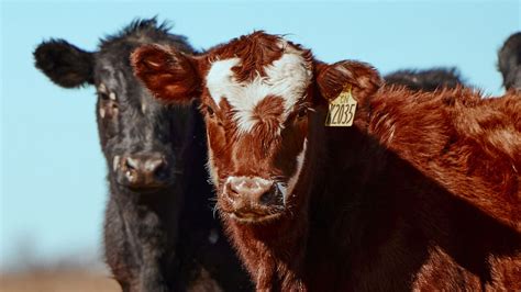 Covering Your Assets Choctaw Ranches