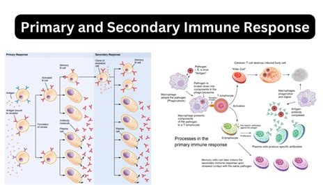 Lymph Nodes Definition Location Structure And Functions Biology Notes Online