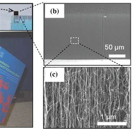 2 Hierarchical Adhesion Structures Of A Gecko A F Structures Shown In Download Scientific